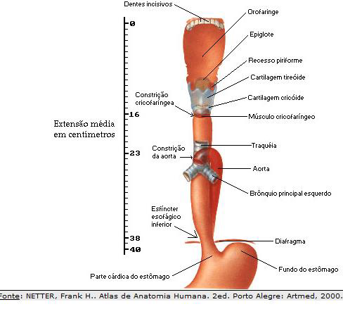Sistema Digestório :: Fisiologia na Web