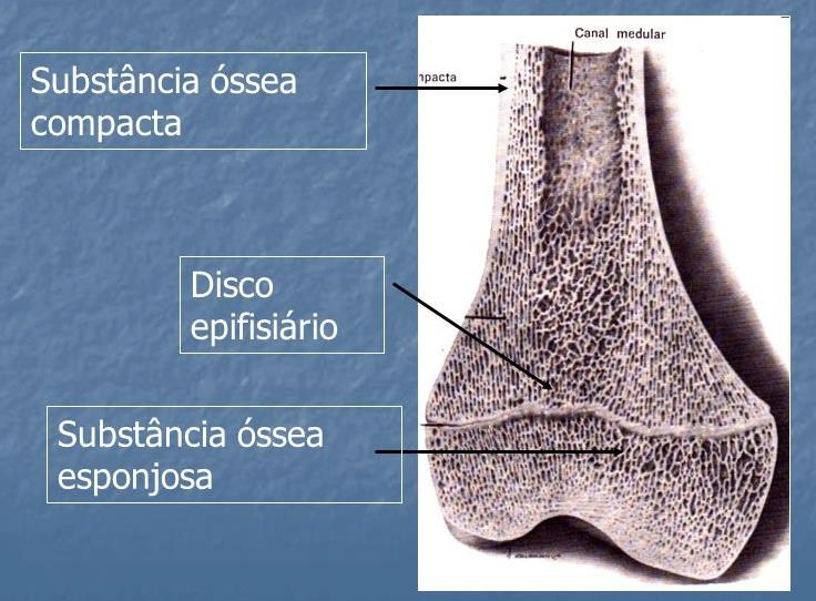 Sistema Locomotor e Esquelético :: Fisiologia na Web